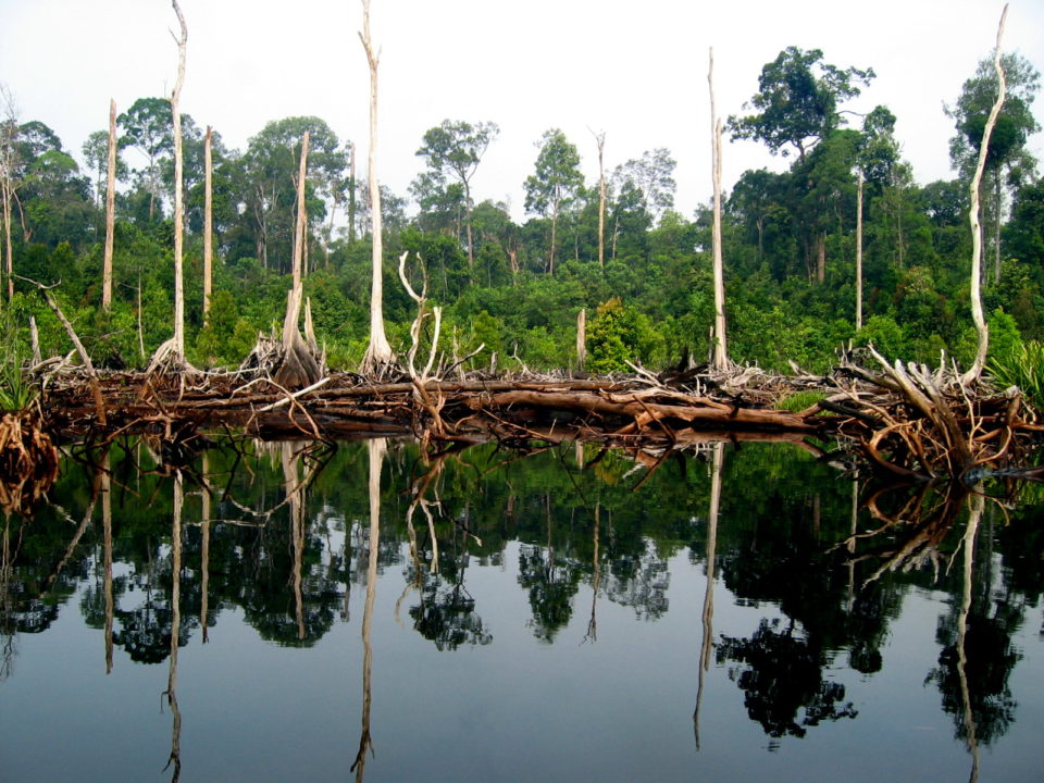 Siaran Pers : Inisiatif baru Wetlands International Indonesia: Dana Mitra Gambut Indonesia (The ...