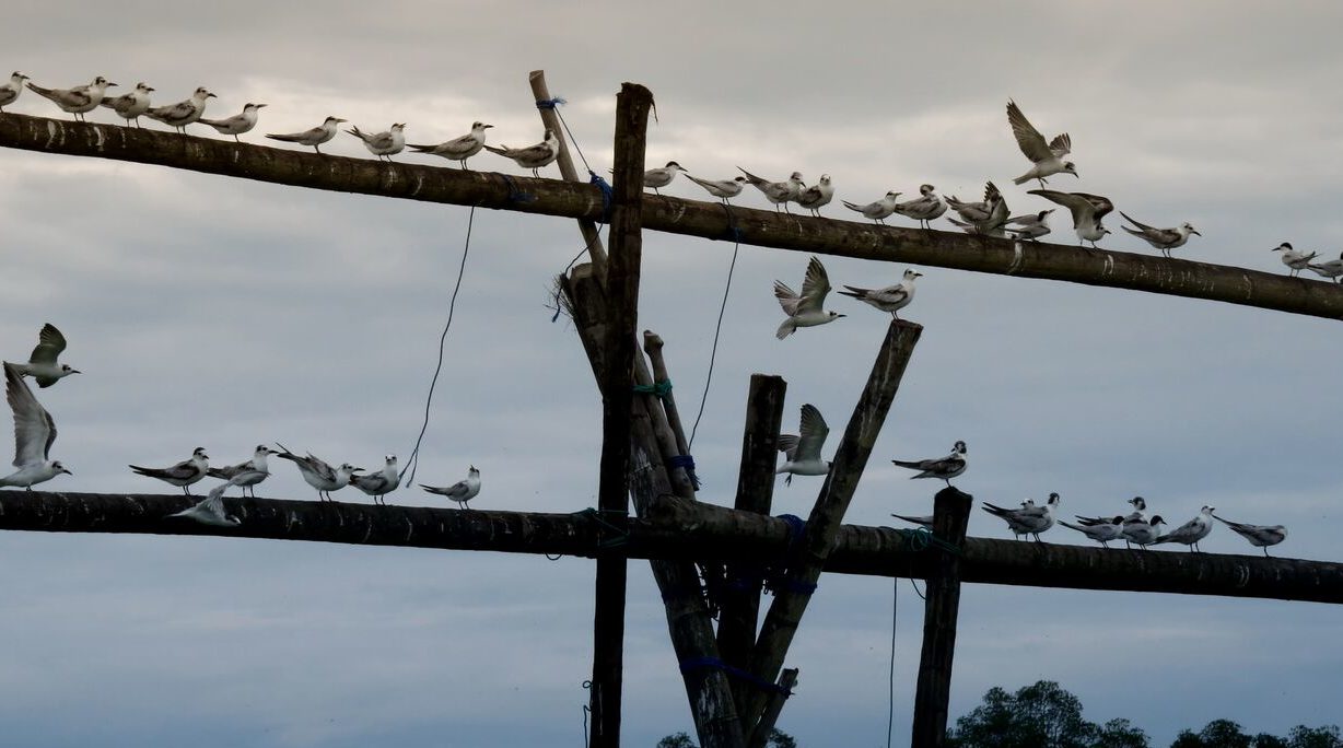 International waterbird census news from Sembilang national park, south ...