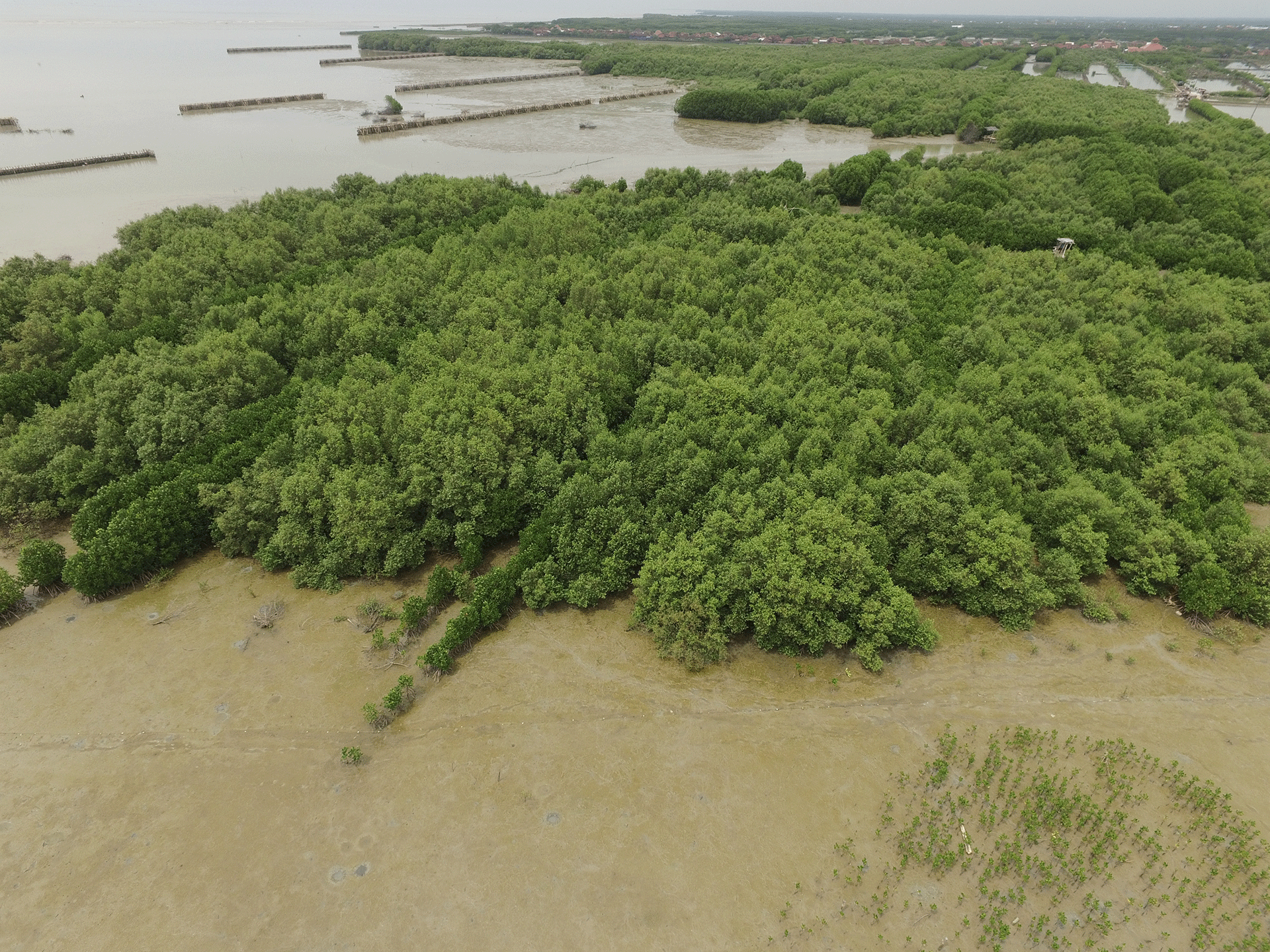 Mangrove restoration: to plant or not to plant? - Wetlands ...
