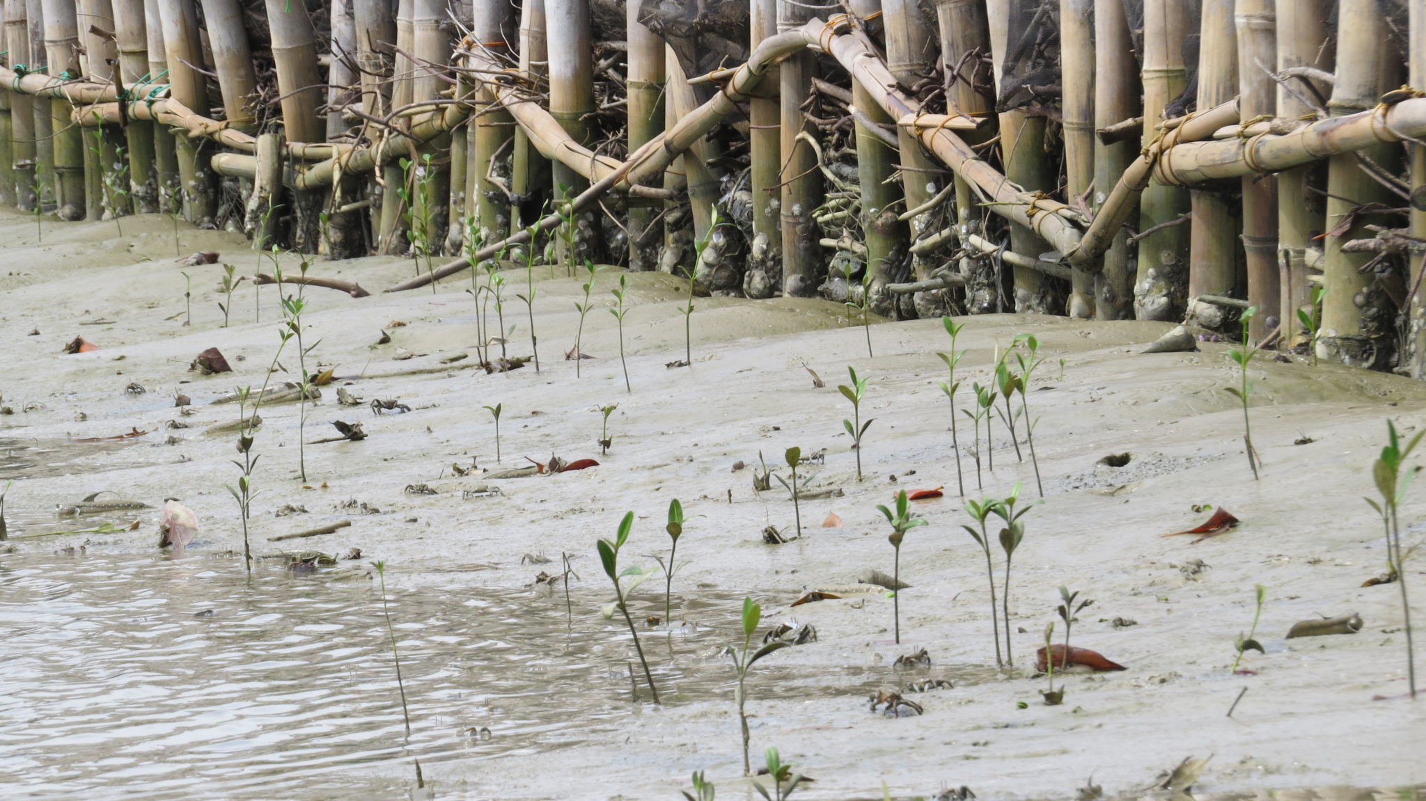 Our Wetland Restoration Track Record 2000-2022 - Wetlands International ...