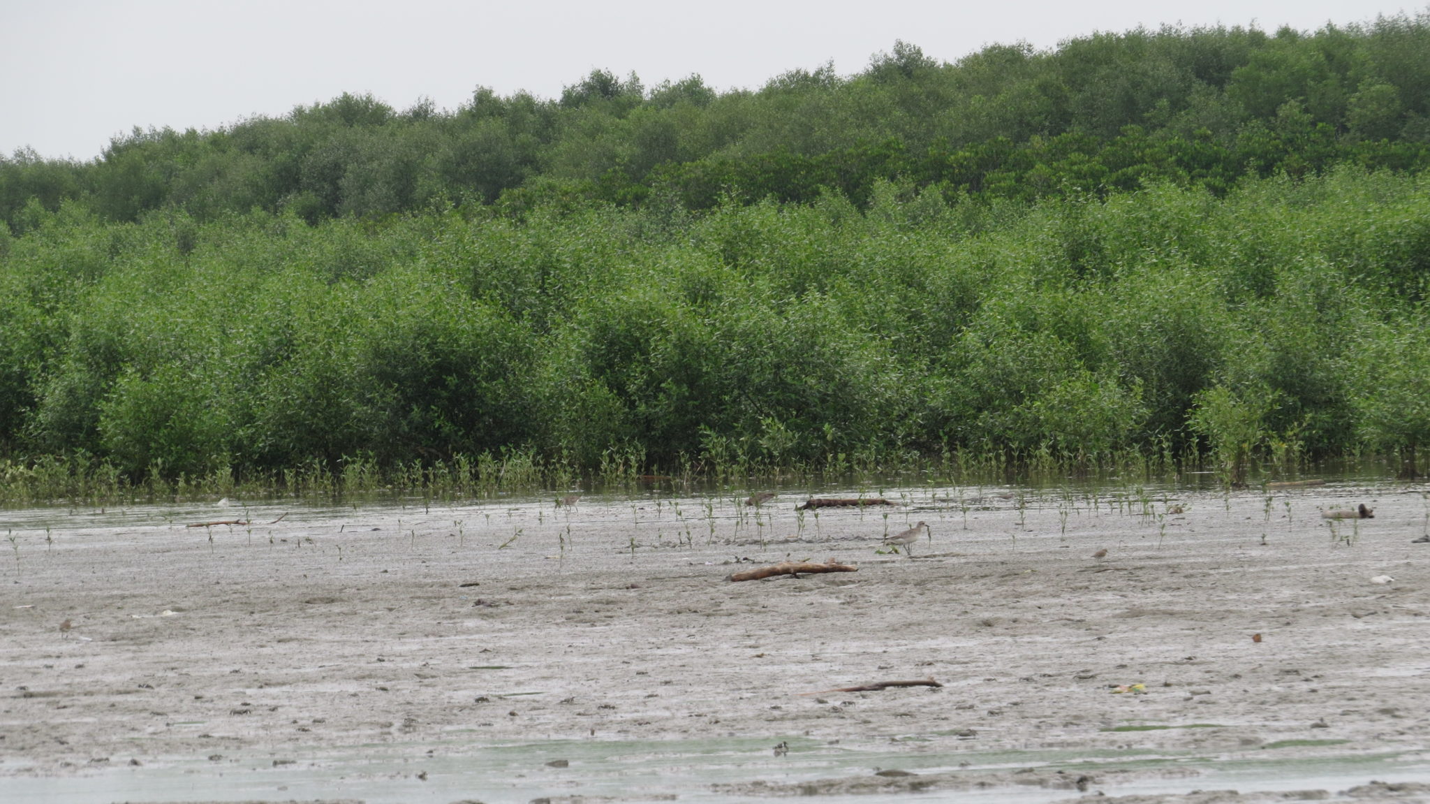 Mangrove green belt in Demak sees rapid mangrove recovery through ...